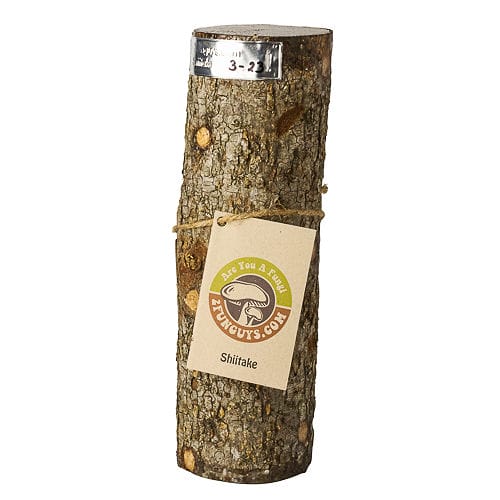 Mushroom Growers | 2 Fun Guys | Shiitake and Oyster Mushrooms